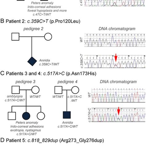 Identification Of Foxd3 Sequence Variants In Peters Anomaly And
