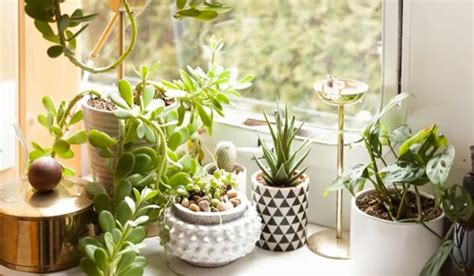 Які кімнатні рослини здатні добре поглинати пил Читайте на Ukr Net