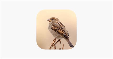 ‎sparrow Sms On The App Store