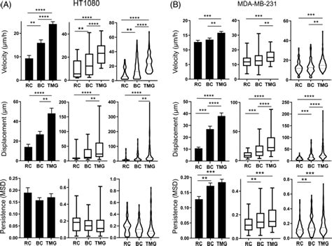 Cell Migration Patterns In Rat Tail Collagen Matrix Bovine Collagen Download Scientific