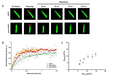 Comparison Between Protein Diffusion Coefficients Measured By Fcs And