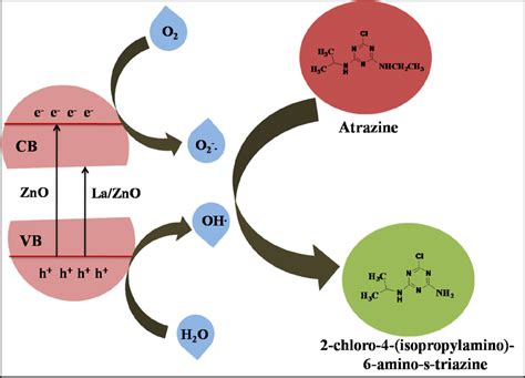 Atrazine Nutsedge At Stephanie Fleming Blog