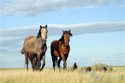 Bronze Age Mystery Surprise Milk Enabled Massive Steppe Migration