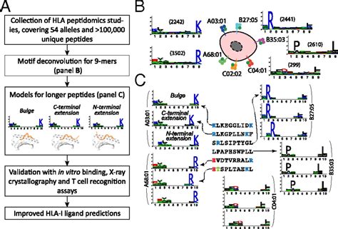 The C Terminal Extension Landscape Of Naturally Presented Hla I Ligands Pnas
