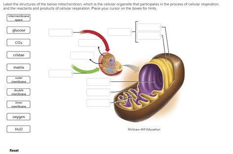 Solved Label The Structures Of The Below Mitochondrion