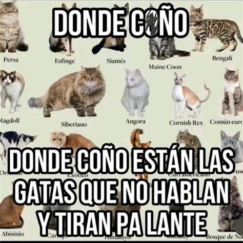 Los Últimos Memes Memedroid