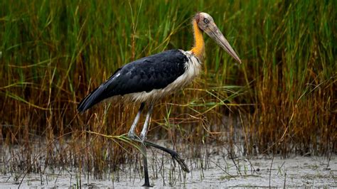 Lesser Adjutant Leptoptilos Javanicus