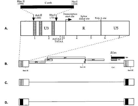 Schematic Representation Of The Htlv 2 Ltr And Genome Organization A