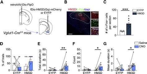 Chemogenetic Activation Of Vmhvl Projecting Pa Vglut1 Neurons Promotes