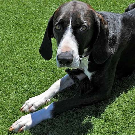 Pam The Pointer Coonhound Mix