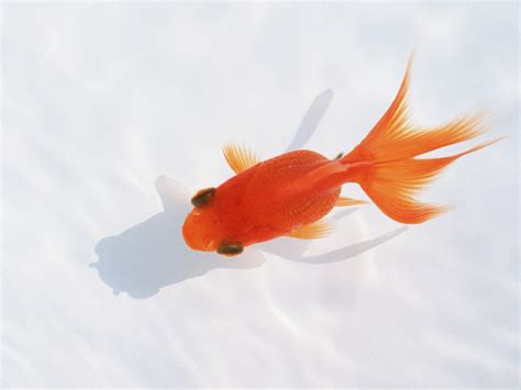 Goldfish Wallpapers Wallpaper Cave