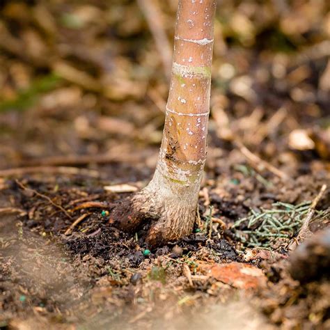 10 Simple Steps To A Perfectly Planted Tree Or Shrub Leaf And Limb
