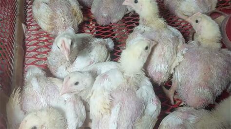 নিজস্ব বয়লার ফিট উৎপাদনের জন্য আবার ও কাঁচামাল নিয়ে আসলাম আলহামদুলিল্লাহ। Youtube