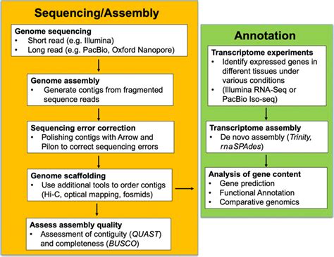 Elements Of A Genome Project A Flow Chart Connecting The Elements Or