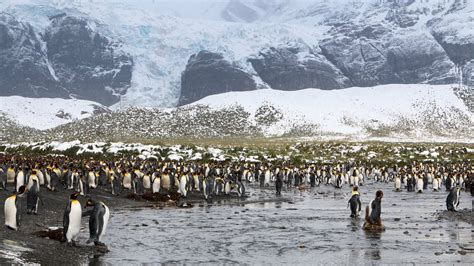 25000 King Penguins Huddle Together On An Island In The Atlantic Ocean