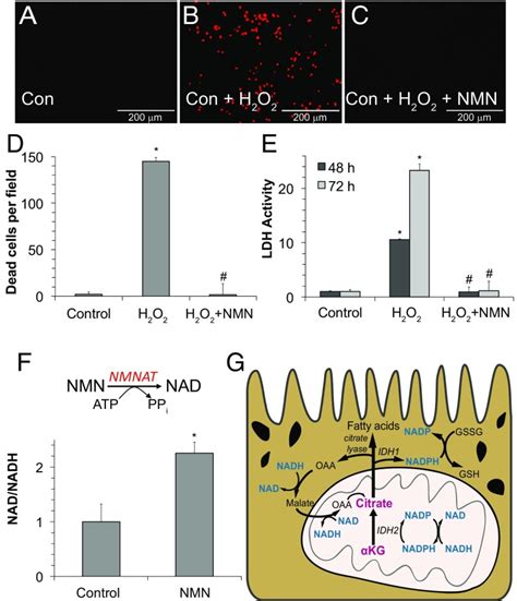 Reductive Carboxylation Is A Major Metabolic Pathway In The Retinal