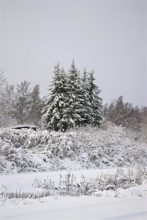 On Small Glade Fur Trees Grow Stock Image Image Of Evergreen Branch