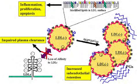 Atherogenic Properties Of Ldl Modified Lipids In Ldl Surface
