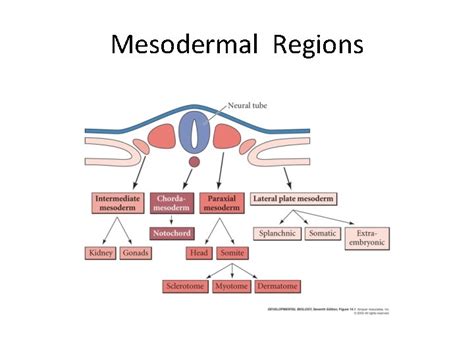 Mesoderm Mesodermal Regions Early Mesodermal Patterning Buccopharyngeal