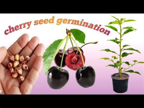 How To Grow Cherry From Seed At Home How To Germinate Cherry From Seed