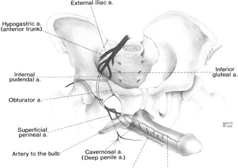 Figure From Intracavernosal Injection For The Diagnosis Evaluation And Treatment Of Erectile
