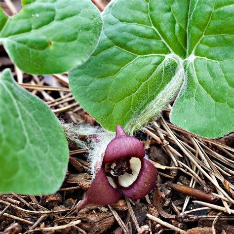 Buy Wild Ginger Plants Online Glossy Green Foliage And Shade Loving