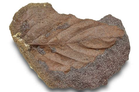 2 8 Fossil Leaf Rhamnus Nodule Hell Creek 253039 For Sale