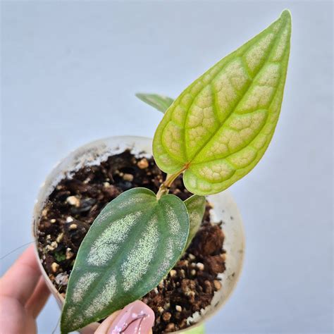 Piper Sp Fuzzy Roots Local Stock Availability