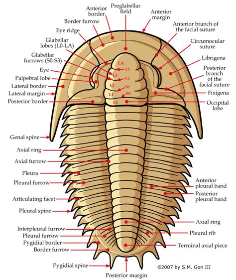 Trilobite Fossil Diagram