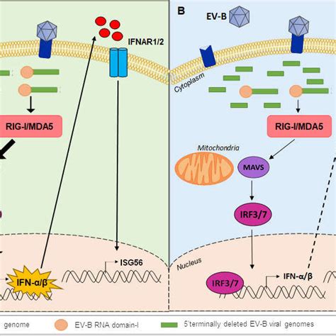 Viral Ribonucleoprotein Complexes Involved In Group B Enterovirus