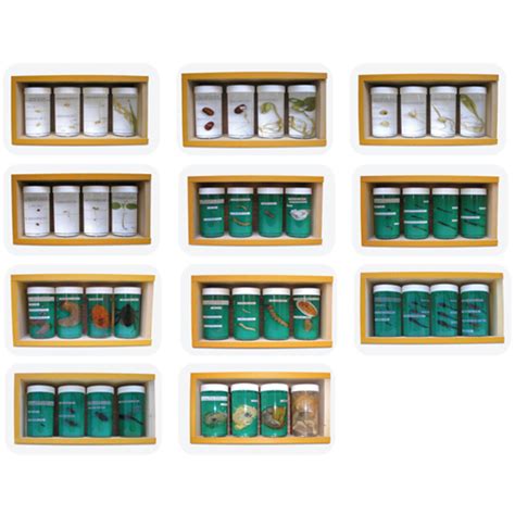 아크릴 표본 동식물 발아과정한살이