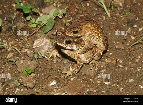 Toads Mating Duttaphrynus Melanostictus Indian Common Toad Asian Black Spined Toad Asian