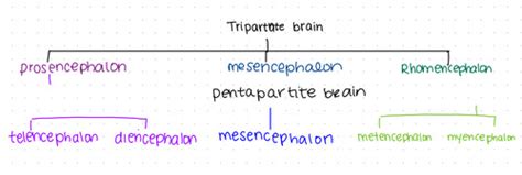 Lecture 1 Cns Development And Introduction Flashcards Quizlet
