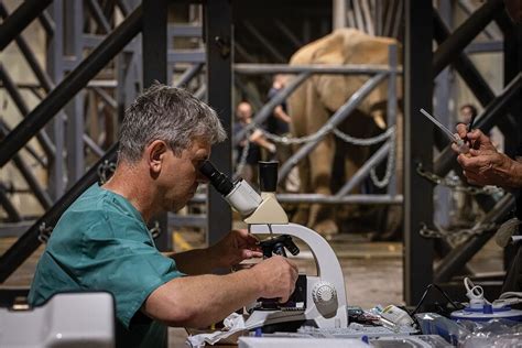 Project ‘frozen Dumbo Helps Boost Dwindling African Elephant