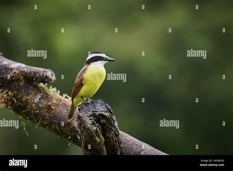 Golden bellied flycatcher hi-res stock photography and images - Alamy