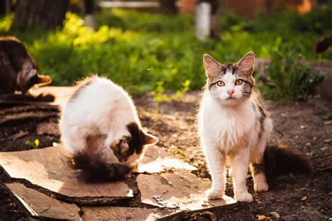 What Are The 8 Worst Cat Breeds For First Time Owners