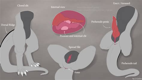 Rule 34 4 Toes Absurd Res Alternate View Anatomical Diagram