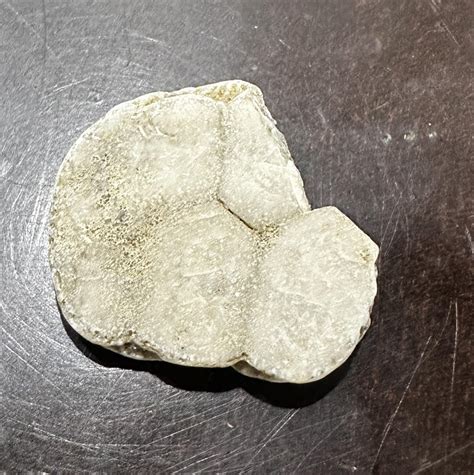 Could This Be Fossilized Turtle Shell Pieces R Fossils
