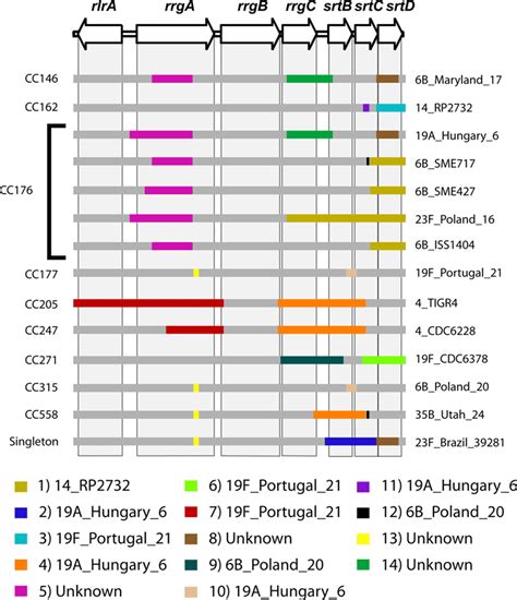 Schema Of Recent Recombination Events Schematic Representation Of The