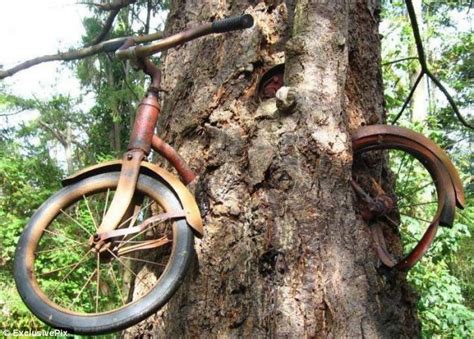 A Cycle Within A Tree You Thought That Was Impossible R ProgrammerHumor