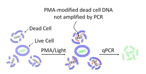 Biotium Pma Dye High Affinity Photoreactive Dna Binding Dye
