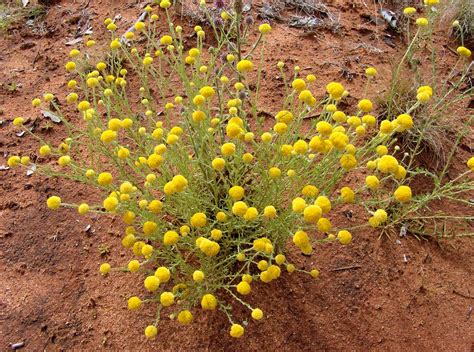 Are Billy Buttons Poisonous At Gilbert Strothers Blog