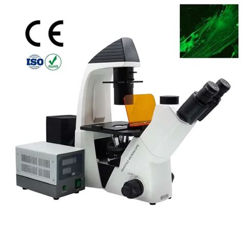 Inverted Fluorescence Microscope Oculaire Low Cost Inverted Fluorescence Microscopes Inverted