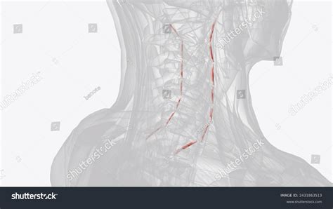 Anterior Tubercle Over 153 Royalty Free Licensable Stock Illustrations