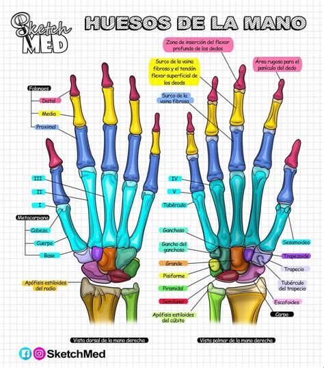 Huesos De La Mano Huesos Del Cuerpo Humano Apuntes Huesos De La Mano
