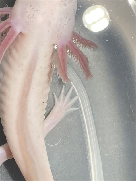 What Are These Red Dots On My Axolotl Currently Tubbing Both My Lotls