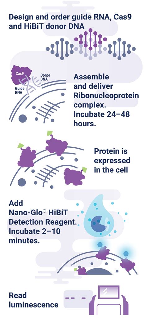 Tried And True And New Protein Tags Biocompare The Buyers Guide