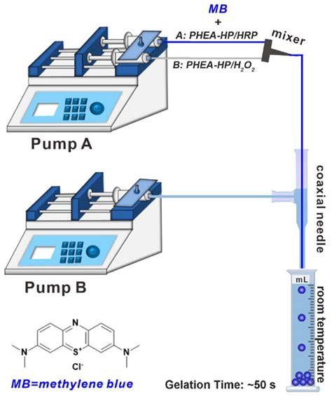 Enzymatically Cross Linked Hydrogel Beads Based On A Novel Poly Aspartamide Derivative
