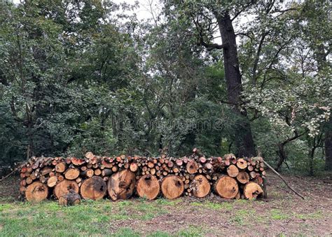 Cut Out Tree Trunks For Making Firewood Stock Image Image Of Agriculture Making 291822007