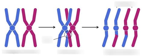 10 2 Diagram Of A Chiasmata Diagram Quizlet
